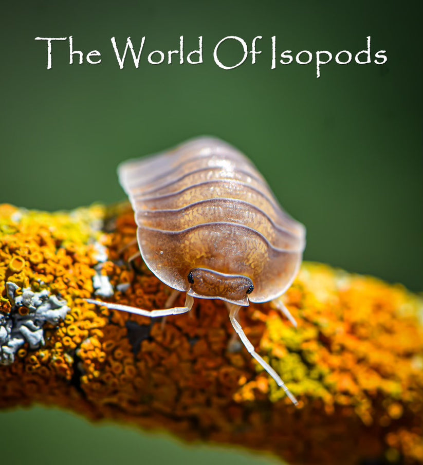 Soils – The World of Isopods
