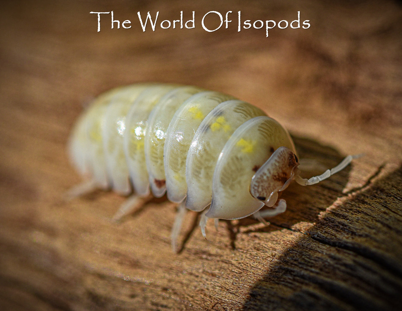 American Magic Potions – The World of Isopods