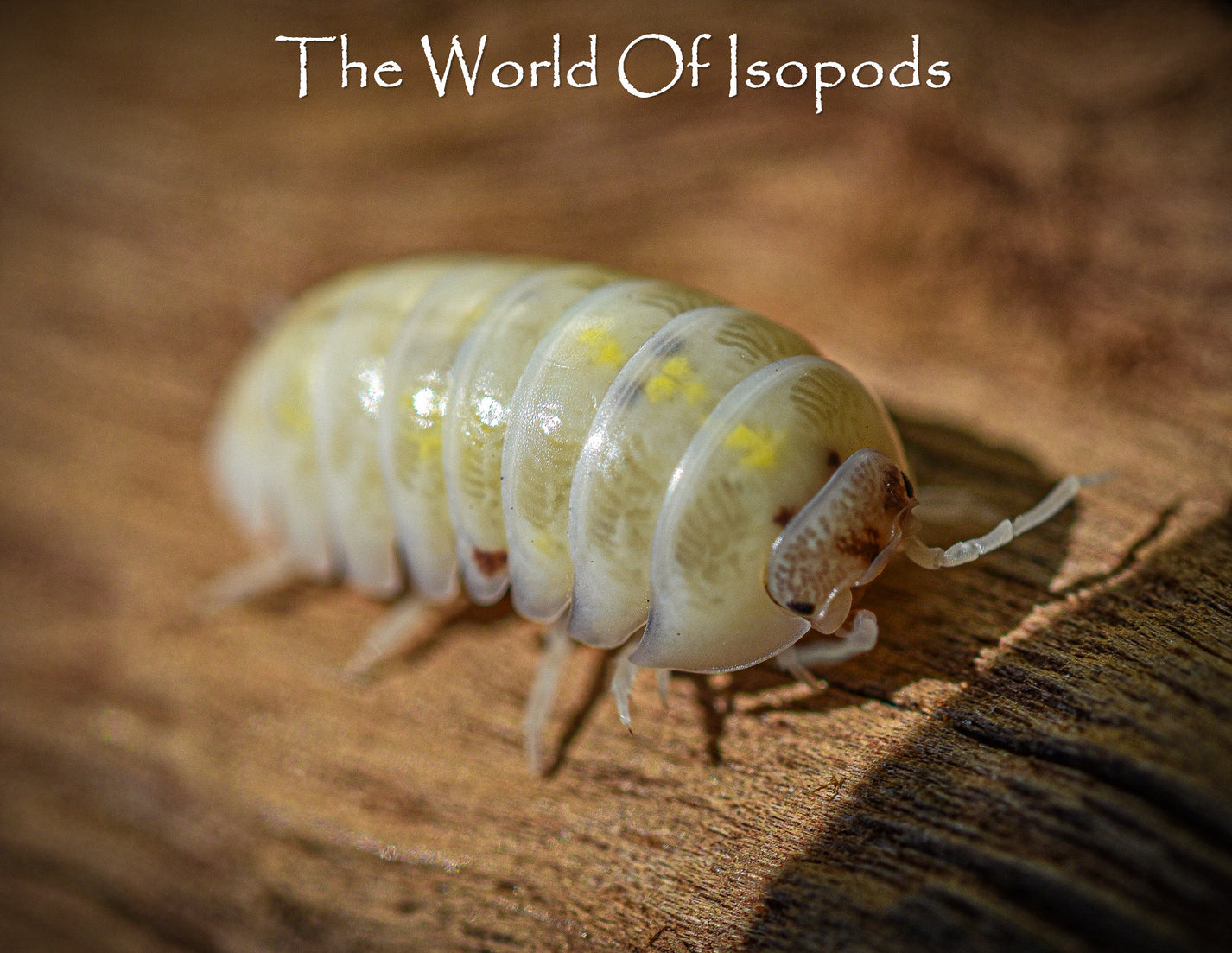 American Magic Potions – The World of Isopods