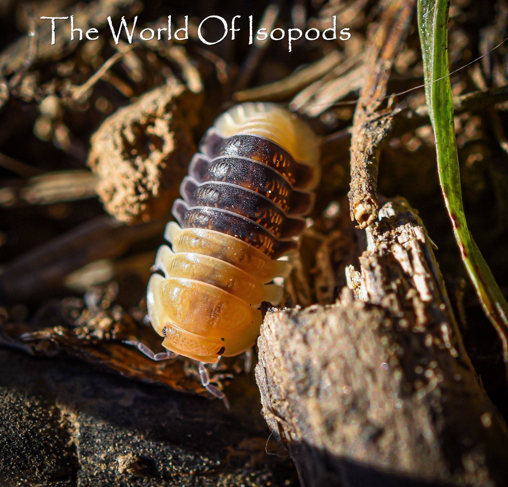 Rubber Bees – The World of Isopods