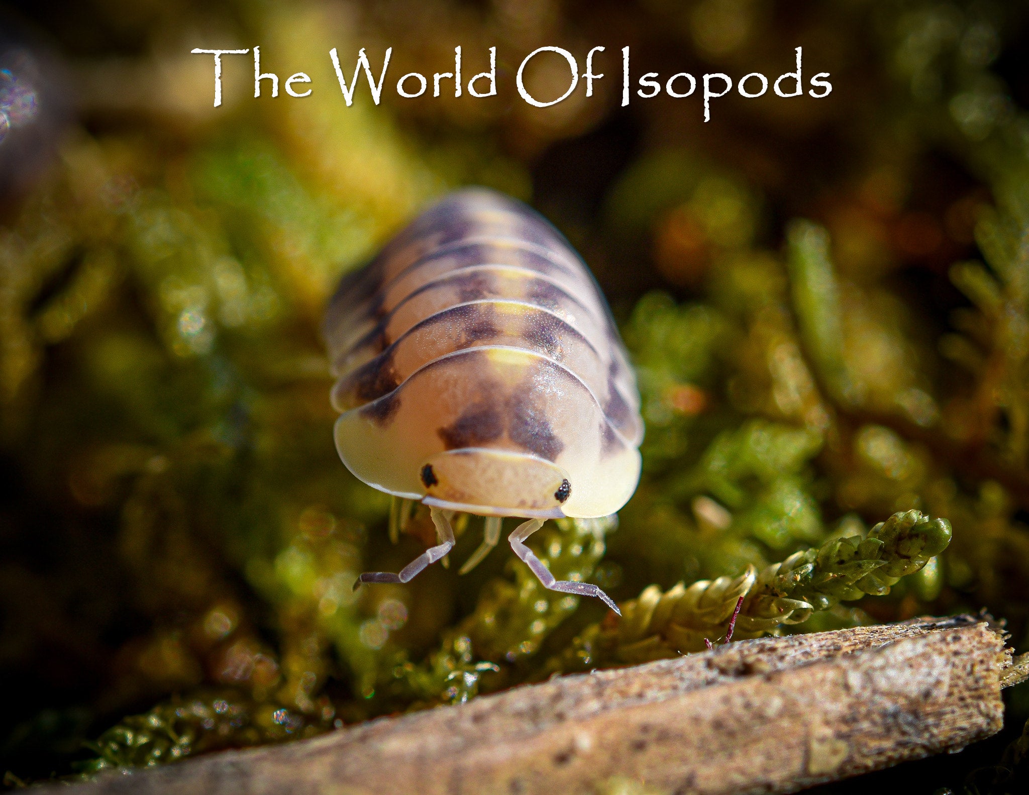 Green Lasers – The World of Isopods