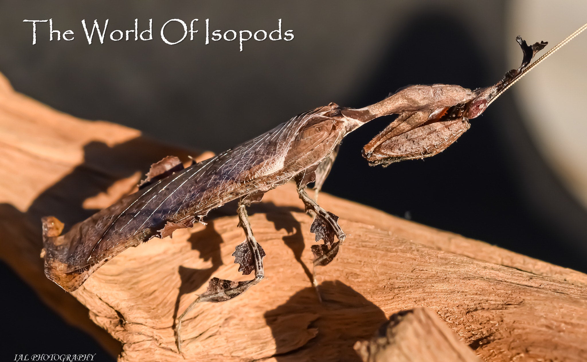 Ghost Mantis – The World of Isopods