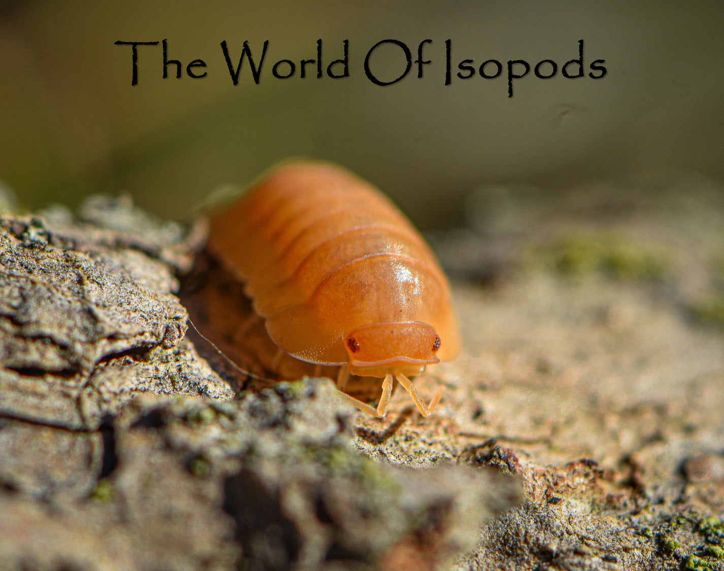 Red Phase Red Edges – The World of Isopods