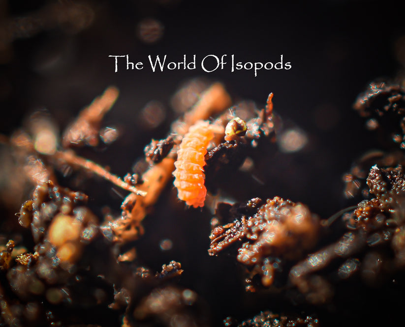 Orange Springtails – The World of Isopods