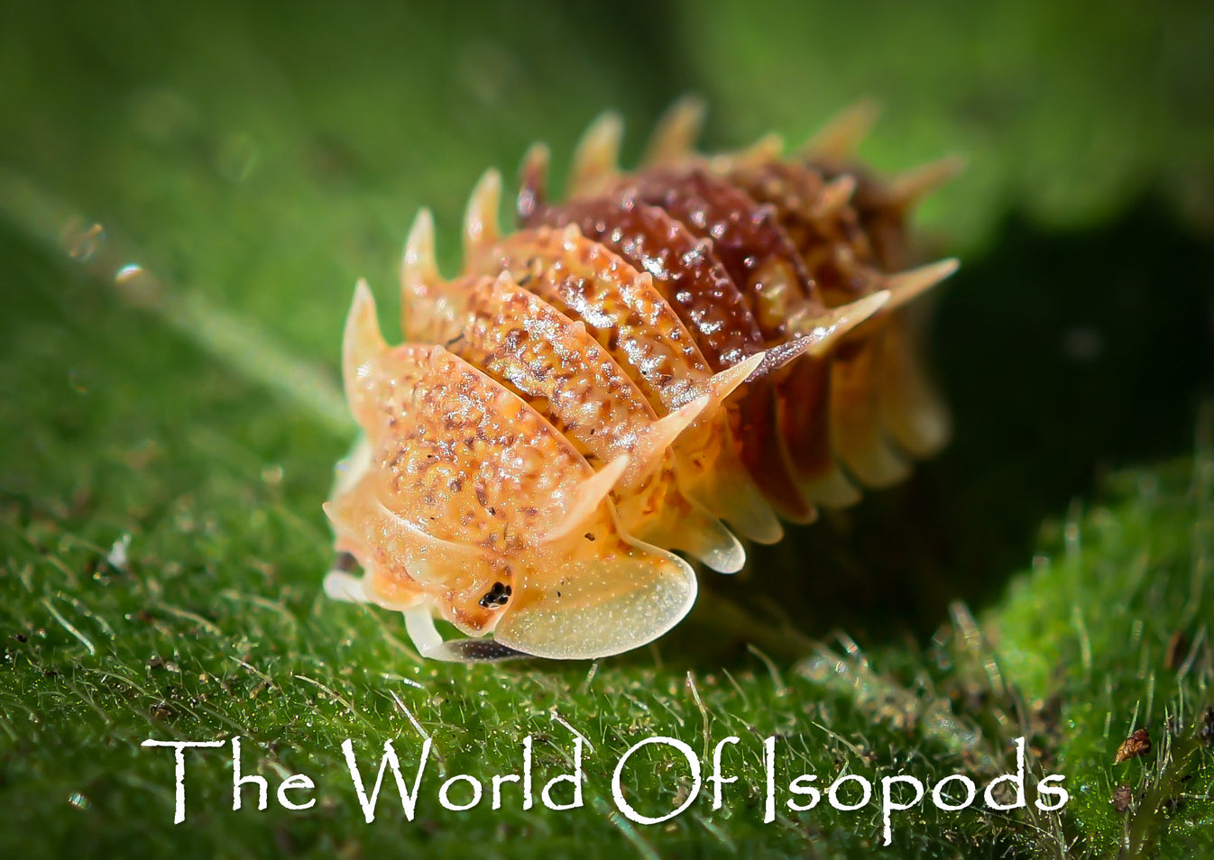 Cuban Spikeys – The World of Isopods