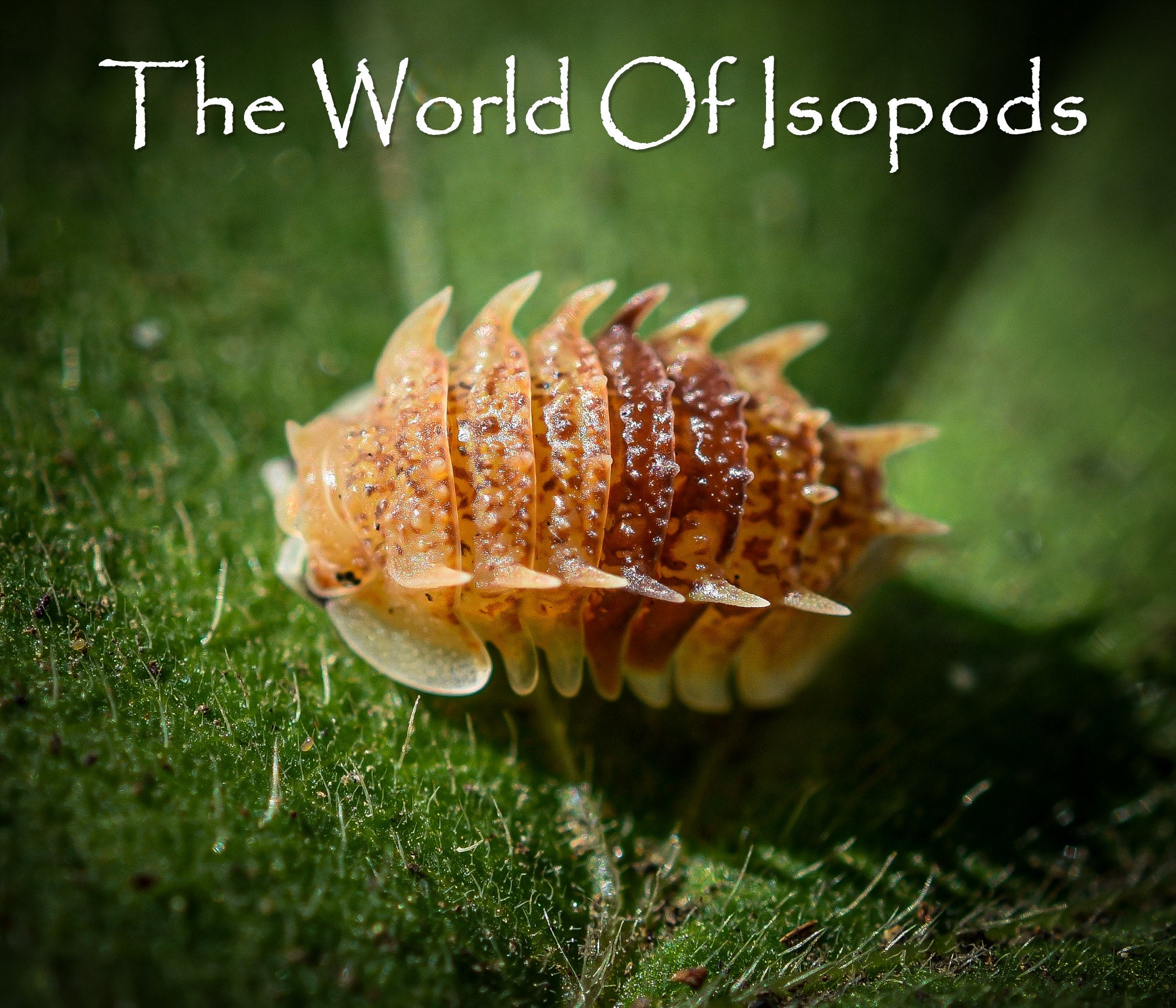 Cuban Spikeys – The World of Isopods