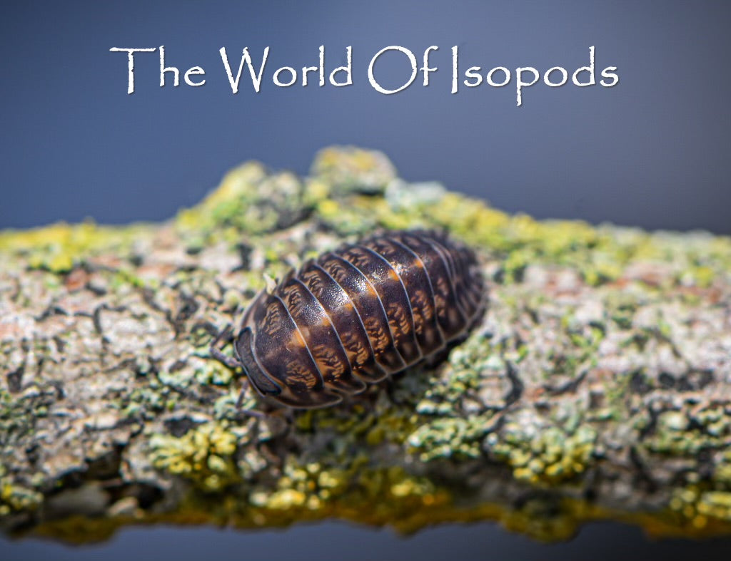 Platin Tung Songs – The World of Isopods