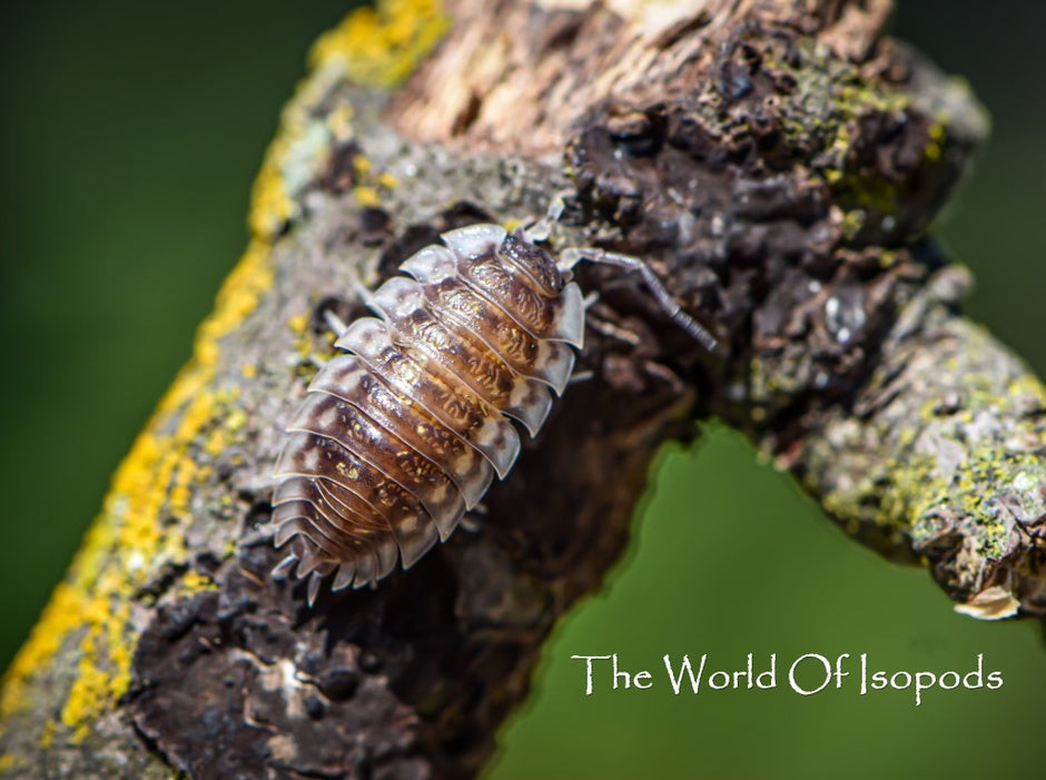 Isopods – tagged "Mixed Species" – The World of Isopods