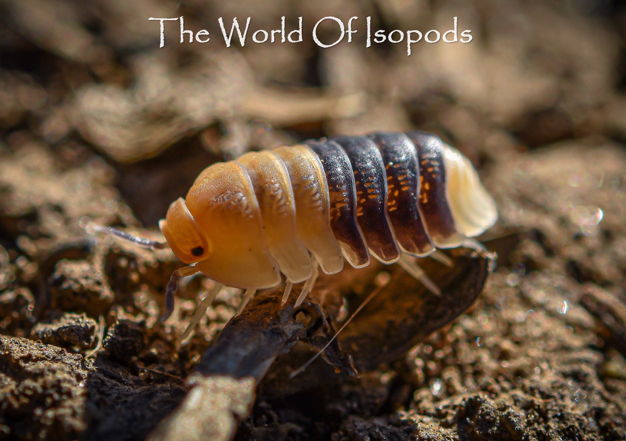 Rubber Bees – The World of Isopods