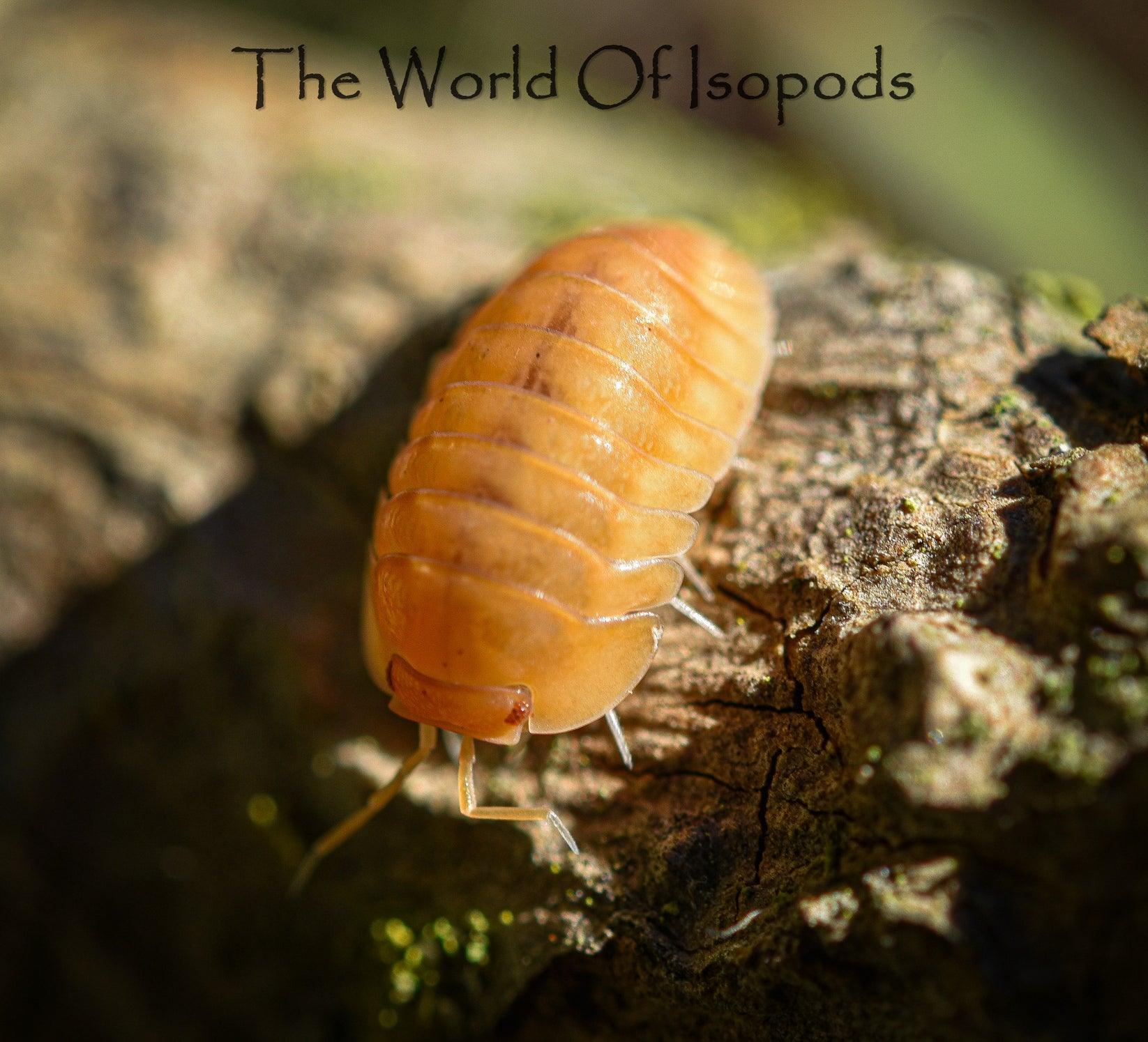 Red Phase Red Edges – The World of Isopods