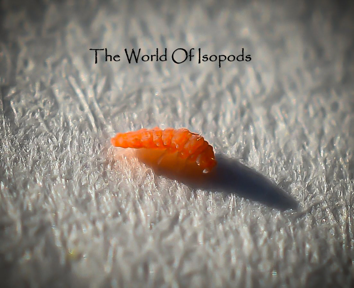 Orange Springtails – The World of Isopods