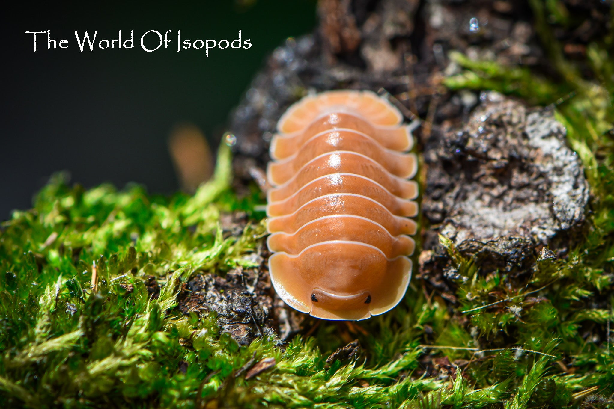 Isopods – tagged 