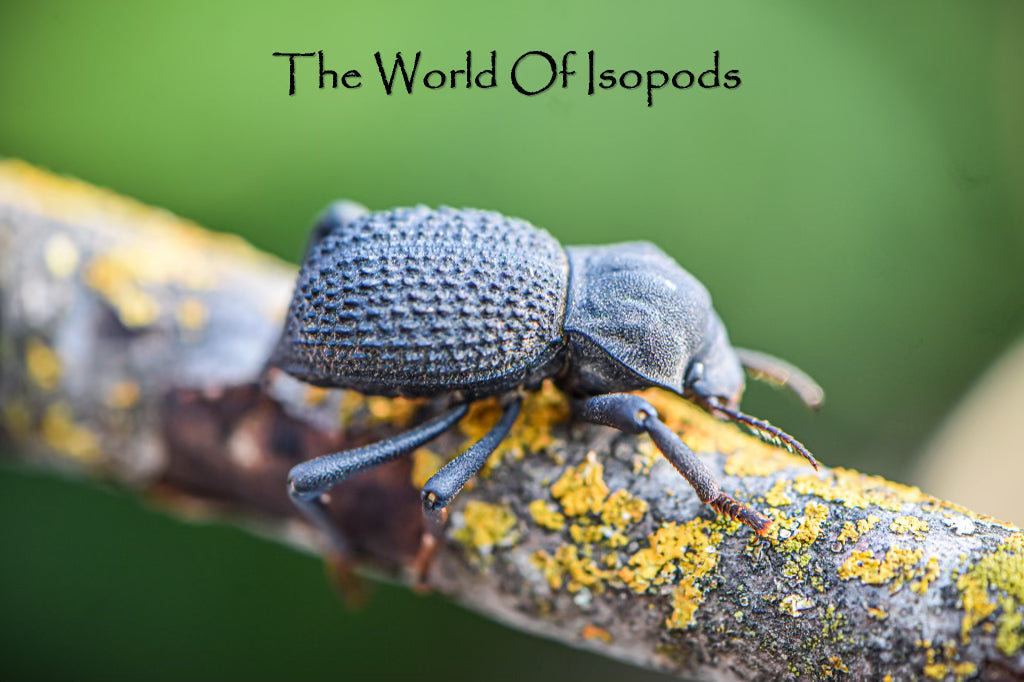 Blue Death Feigning Beetles – The World of Isopods