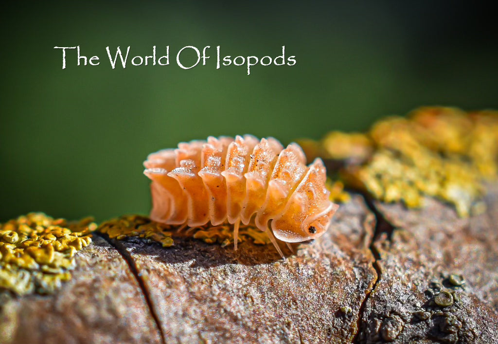 Armageddon – The World of Isopods