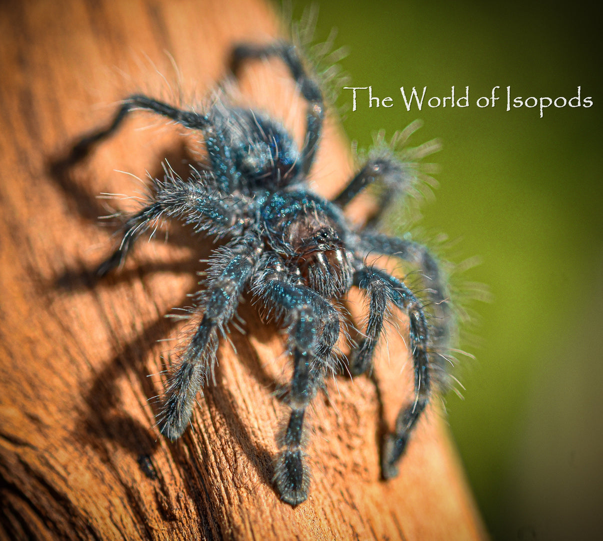 C. Versicolor Tarantula – The World of Isopods