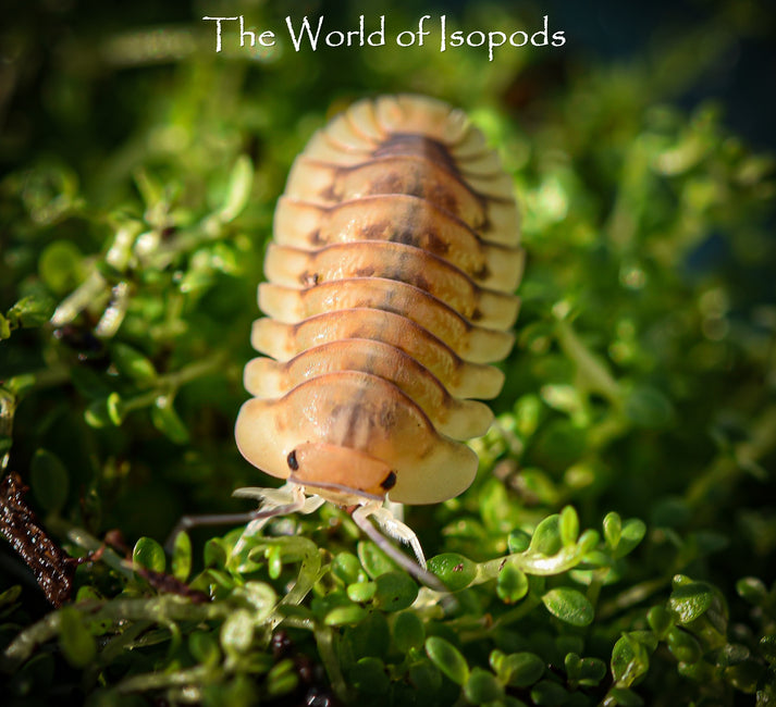 Yellow Tigers – The World of Isopods