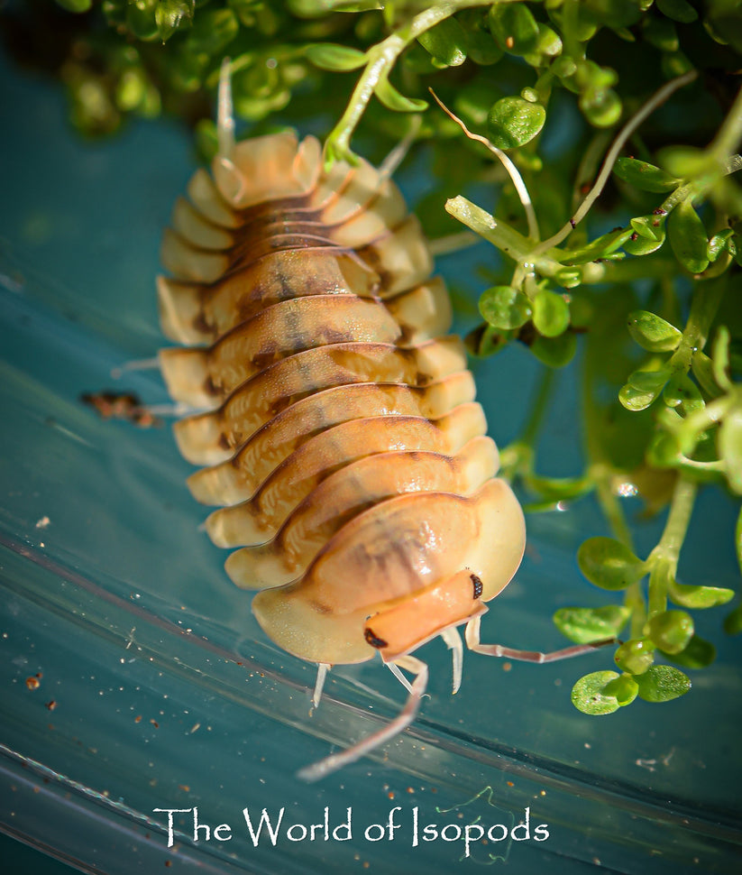 Yellow Tigers – The World of Isopods