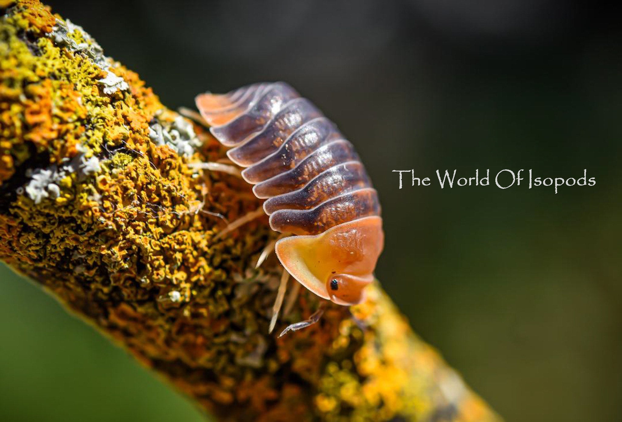 Rubber Duckys – The World of Isopods