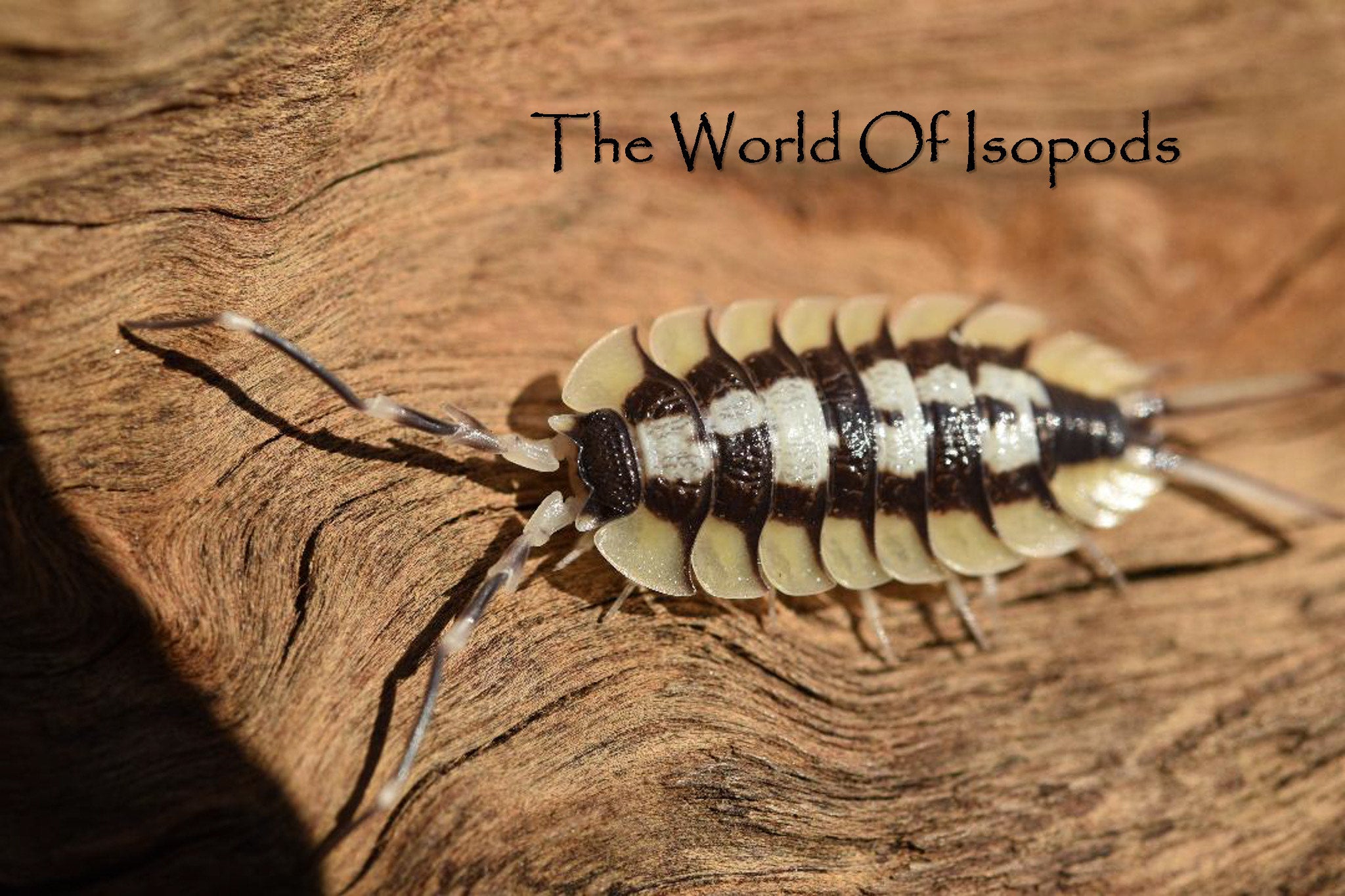 P. Expansus – The World of Isopods