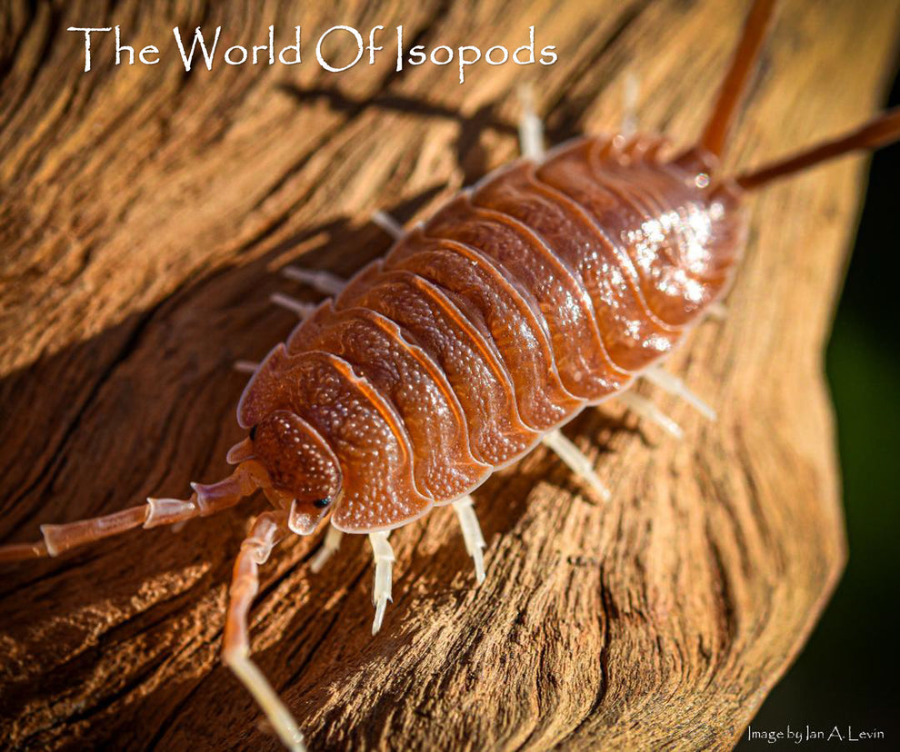 P. Magnificus – The World of Isopods