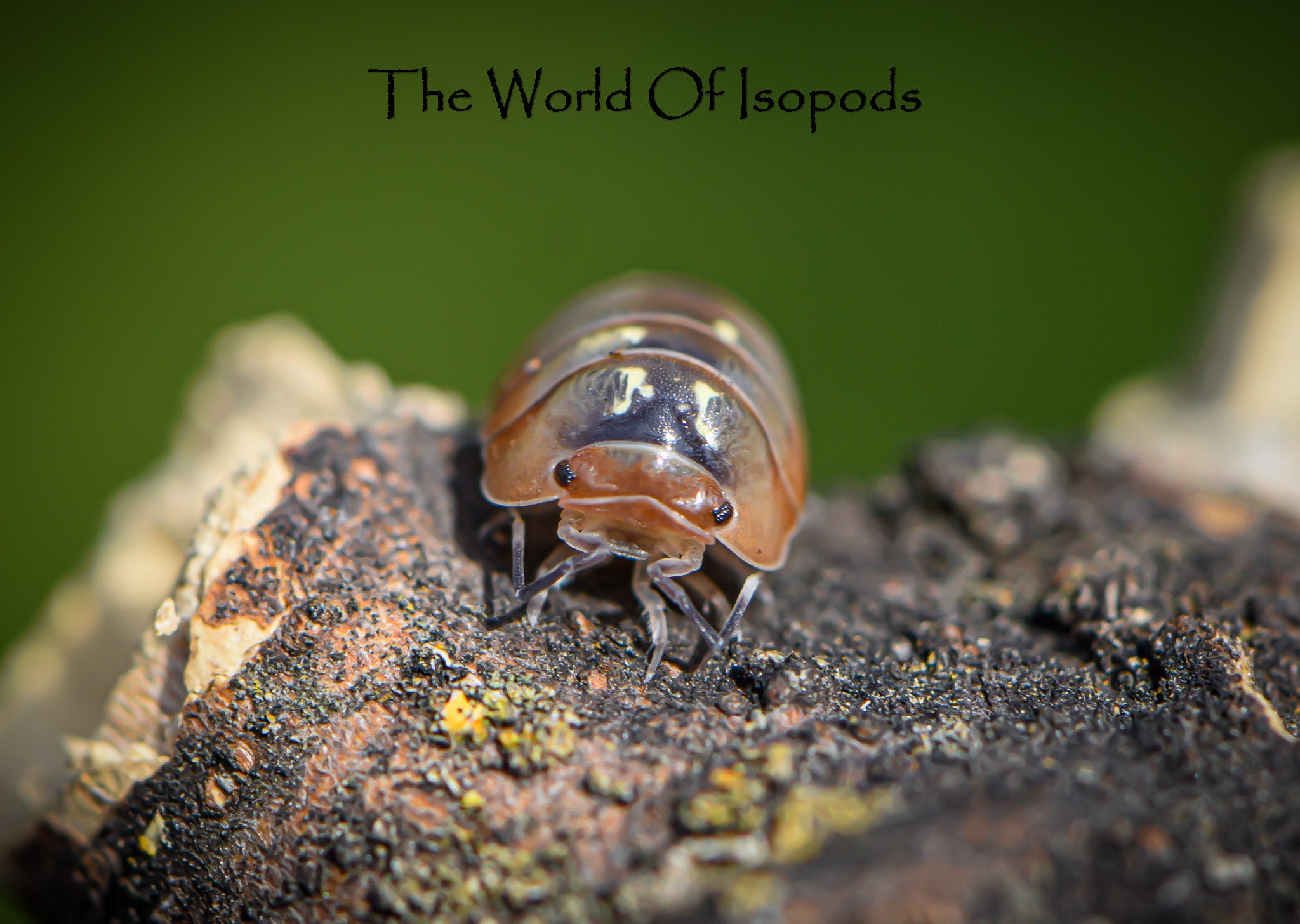 Spherillo sp. "Dream" – The World of Isopods