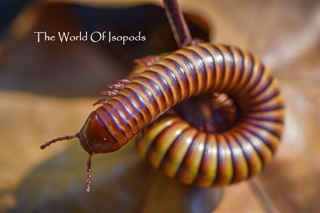 Texas Gold Millipedes – The World of Isopods