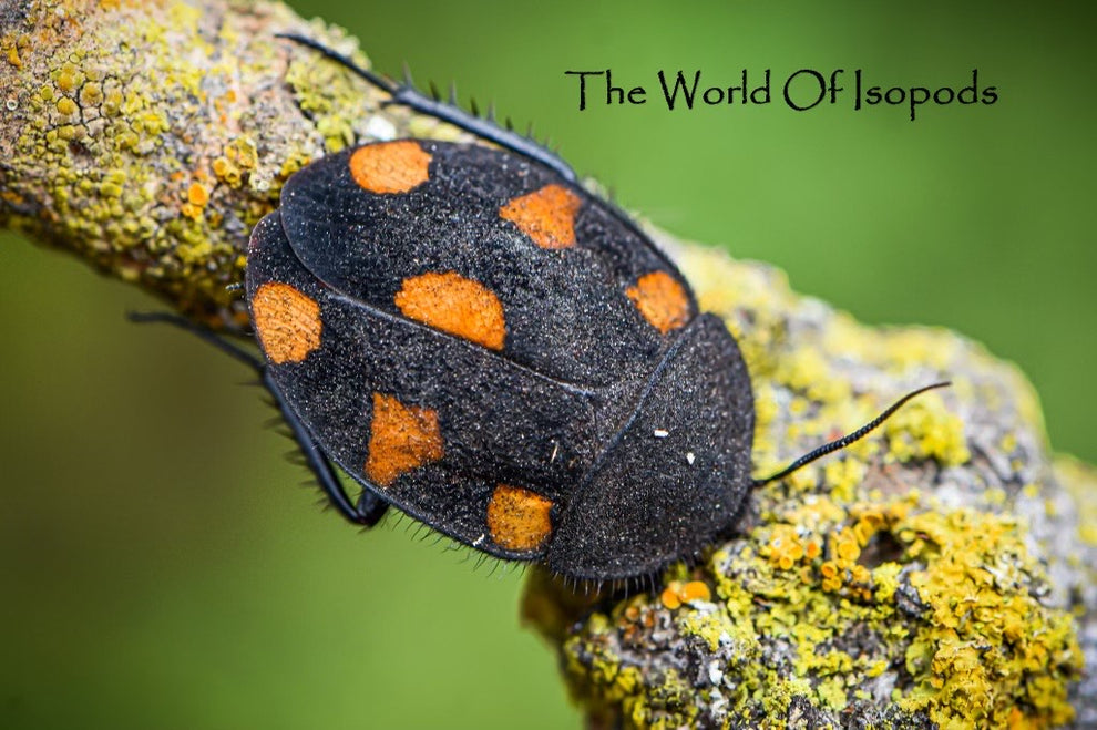 Orange Domino Roach, Therea Regularis – The World of Isopods