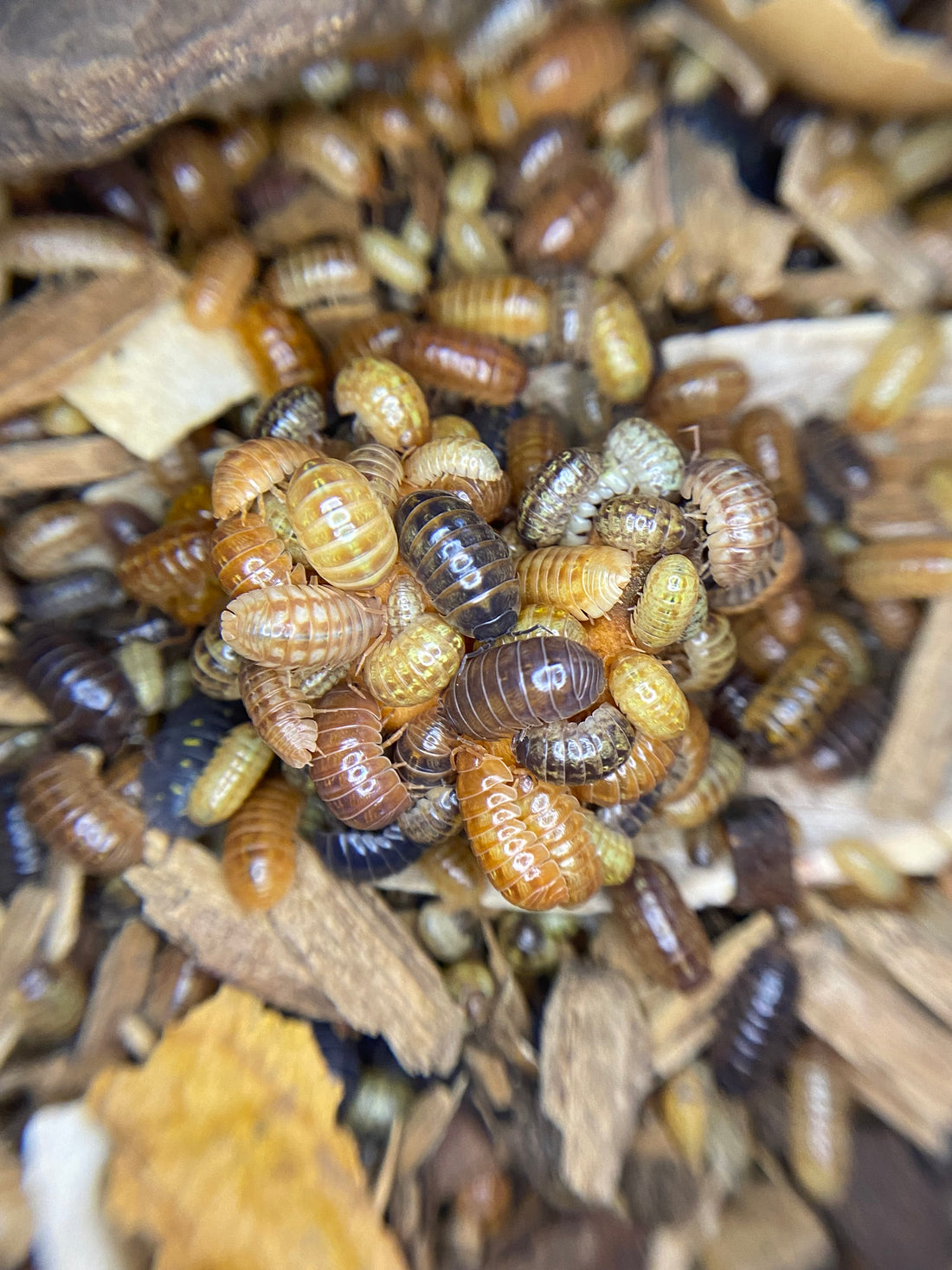 Gem Mix – The World of Isopods