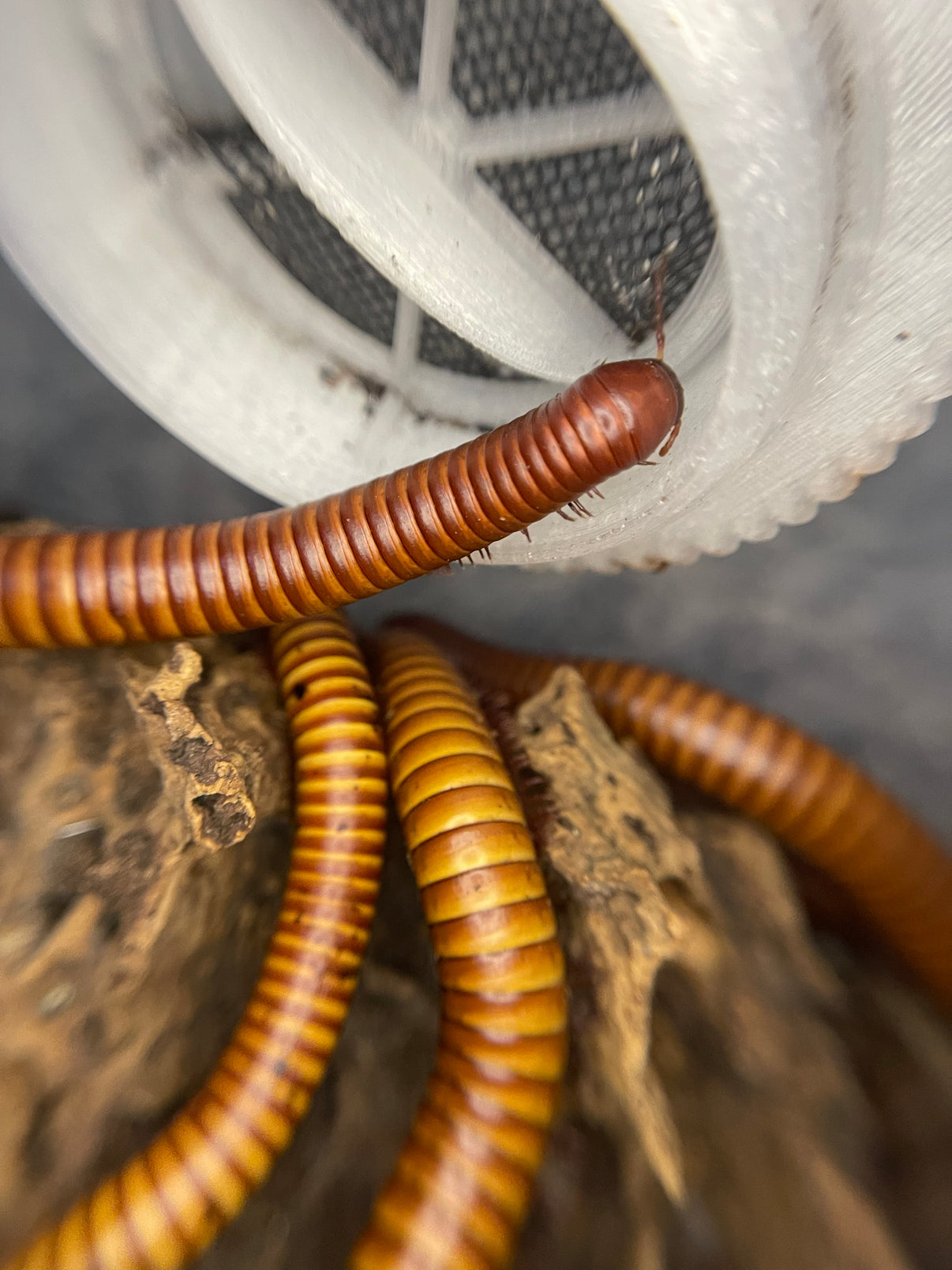 Texas Gold Millipedes – The World of Isopods