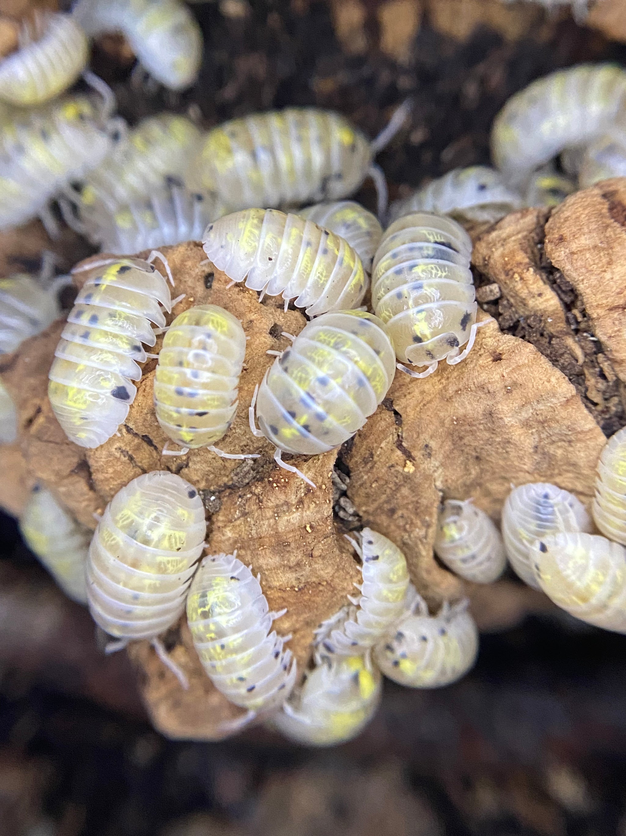 Japanese Magic Potions – The World of Isopods